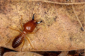 Diphacinone Information and Products | Diphacinone Rodenticide