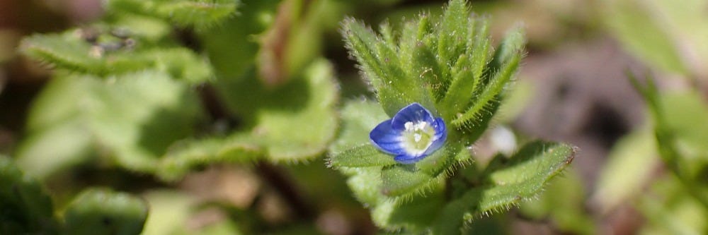corn speedwell weed