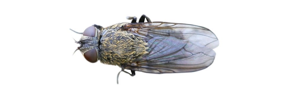 Common Pests in Attics